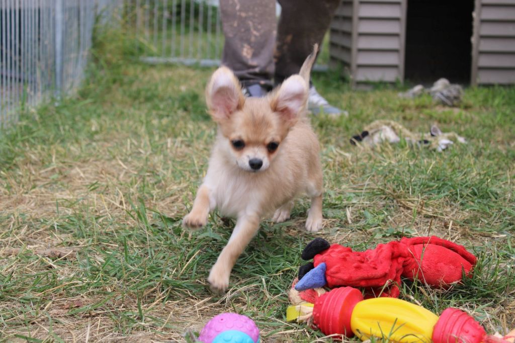 Accueil - Elevage Du Royaume Des Quatre Pattes - eleveur de chiens ...